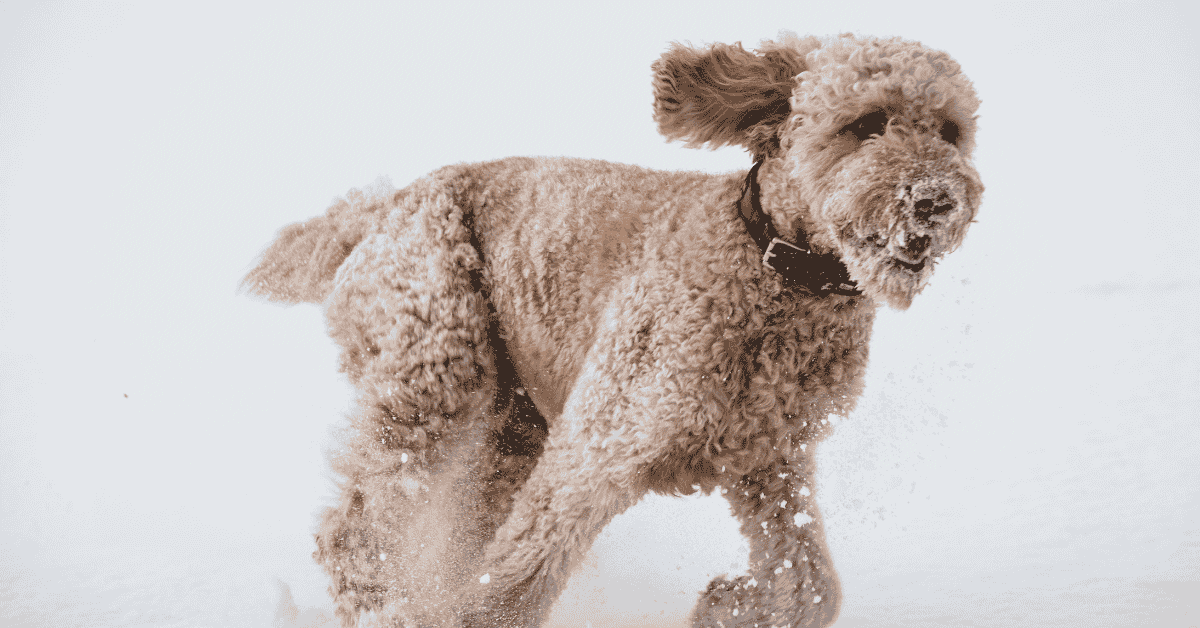 How We Handle Winter Inclement Weather at Animal Admiration Pet Care